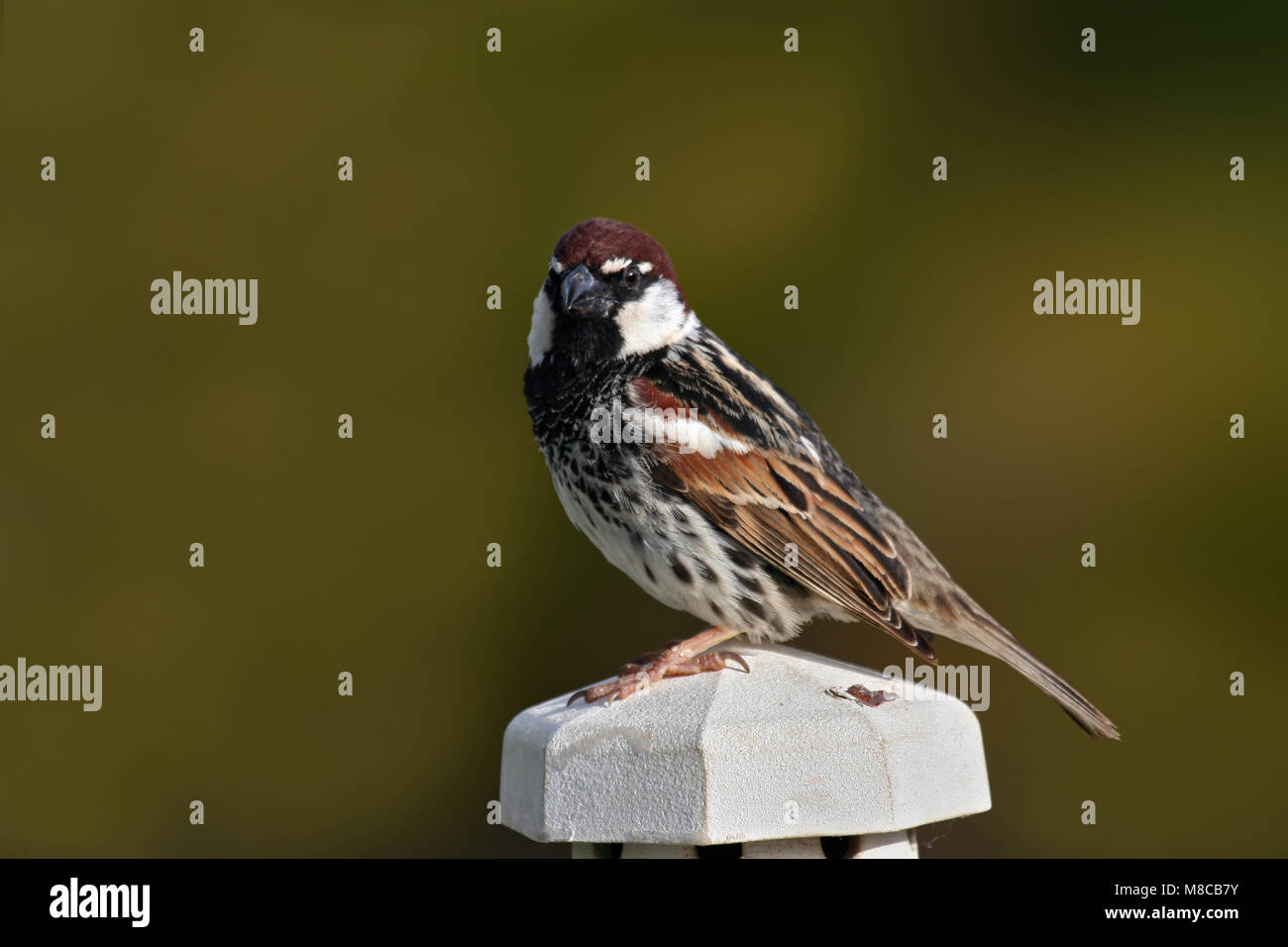 Spanish Sparrow, Passer hispaniolensis, Spaanse Mus Stock Photo - Alamy