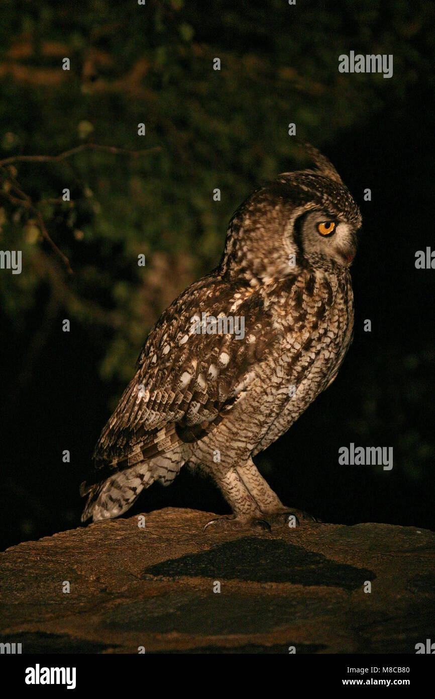 Spotted Eagle Owl, Bubo africanus, Gevlekte Ooruil Stock Photo - Alamy
