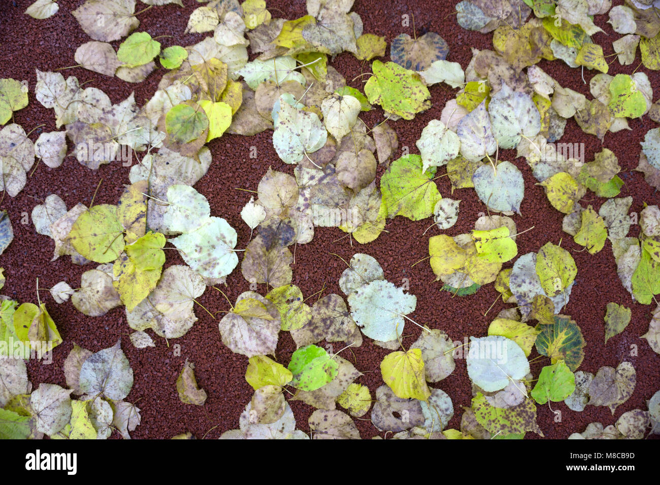 Leaves on the floor. Autumn colorful background Stock Photo - Alamy