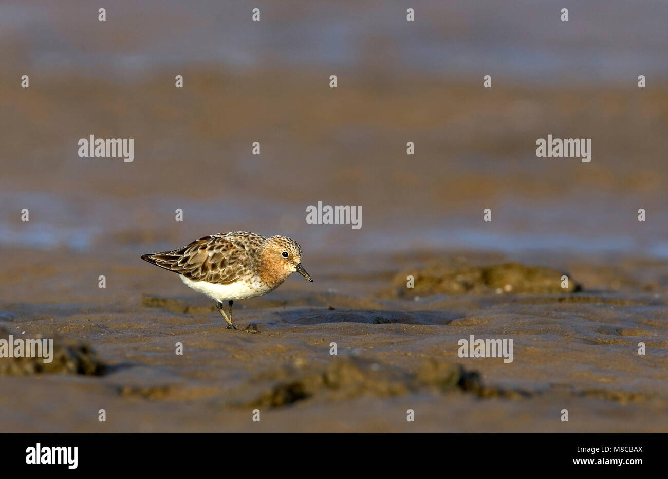 Migrant during spring migration on Happy Island, China Stock Photo - Alamy