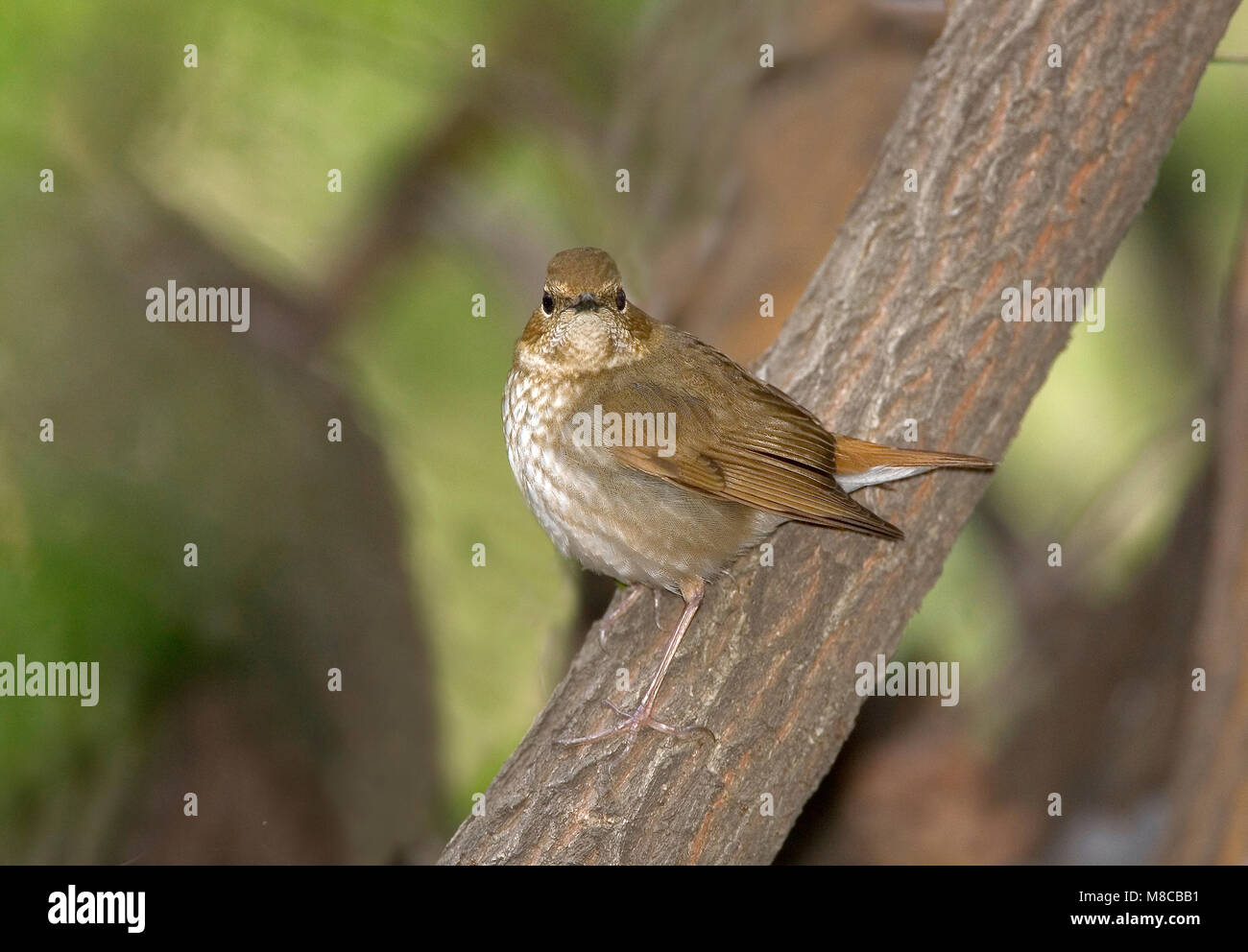 Rufous-tailed Robin during spring migration on Happy Island, China ...