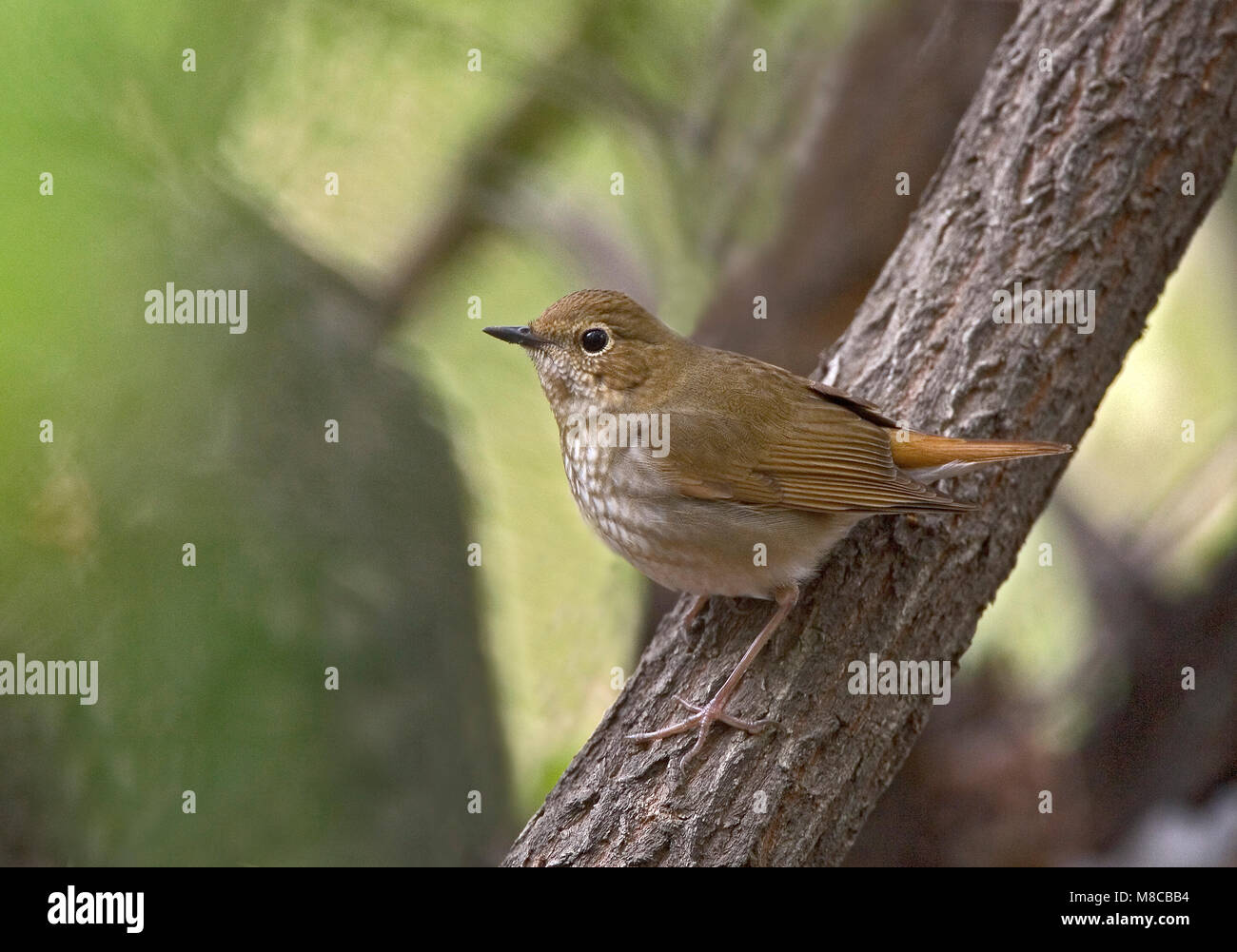 Rufous-tailed Robin during spring migration on Happy Island, China ...