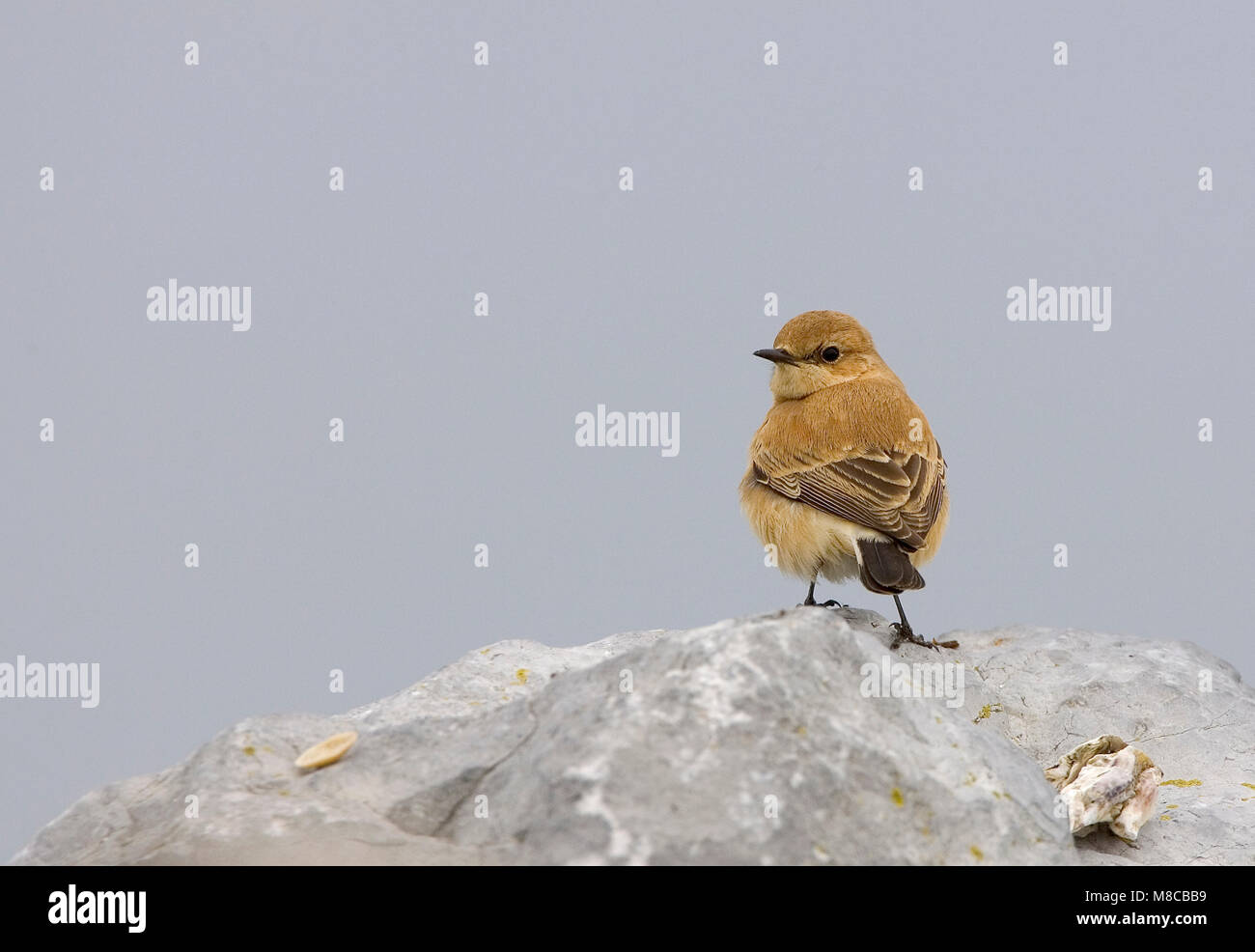 Bird image by Bas van den Boogaard Stock Photo - Alamy