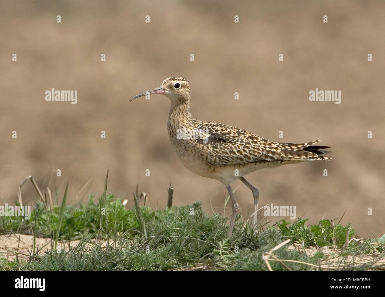 Little Whimbrel during spring migration in China Stock Photo - Alamy