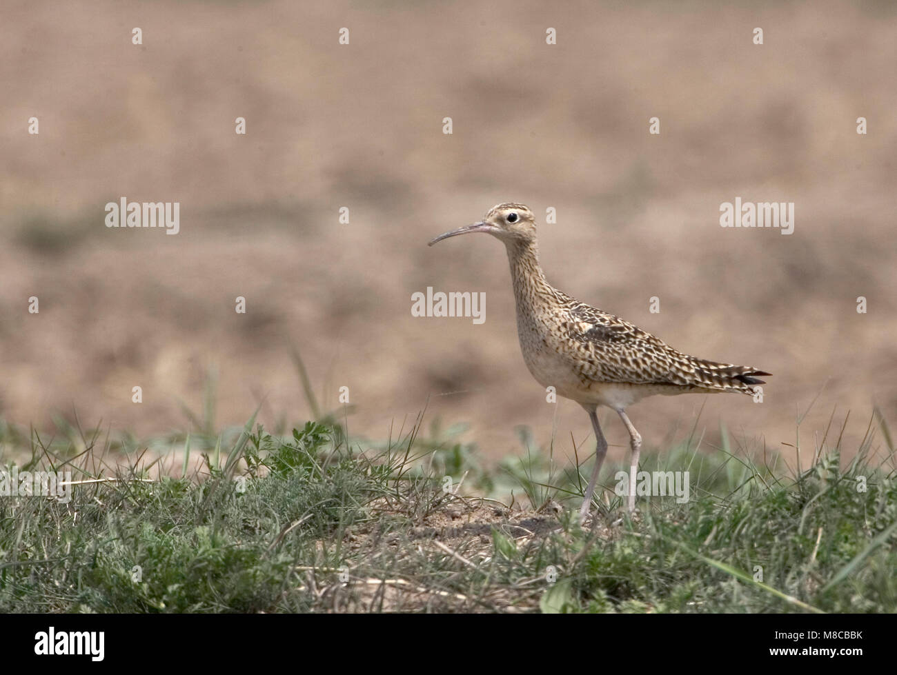 Little Whimbrel during spring migration in China Stock Photo - Alamy