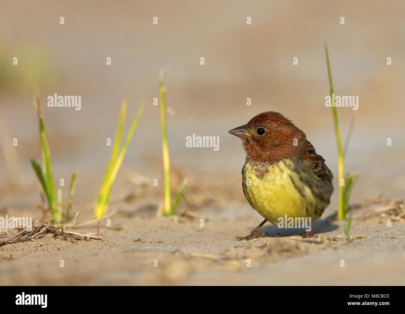 Volwassen mannetje Rosse Gors op doortrek in China; Male Chestnut ...