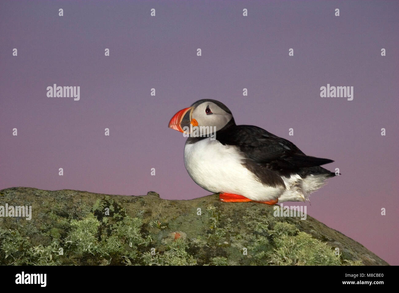 Atlantic Puffin against a purple sky Stock Photo - Alamy