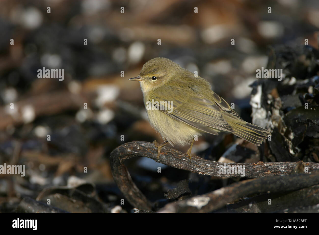 Bird image by Bas van den Boogaard Stock Photo - Alamy