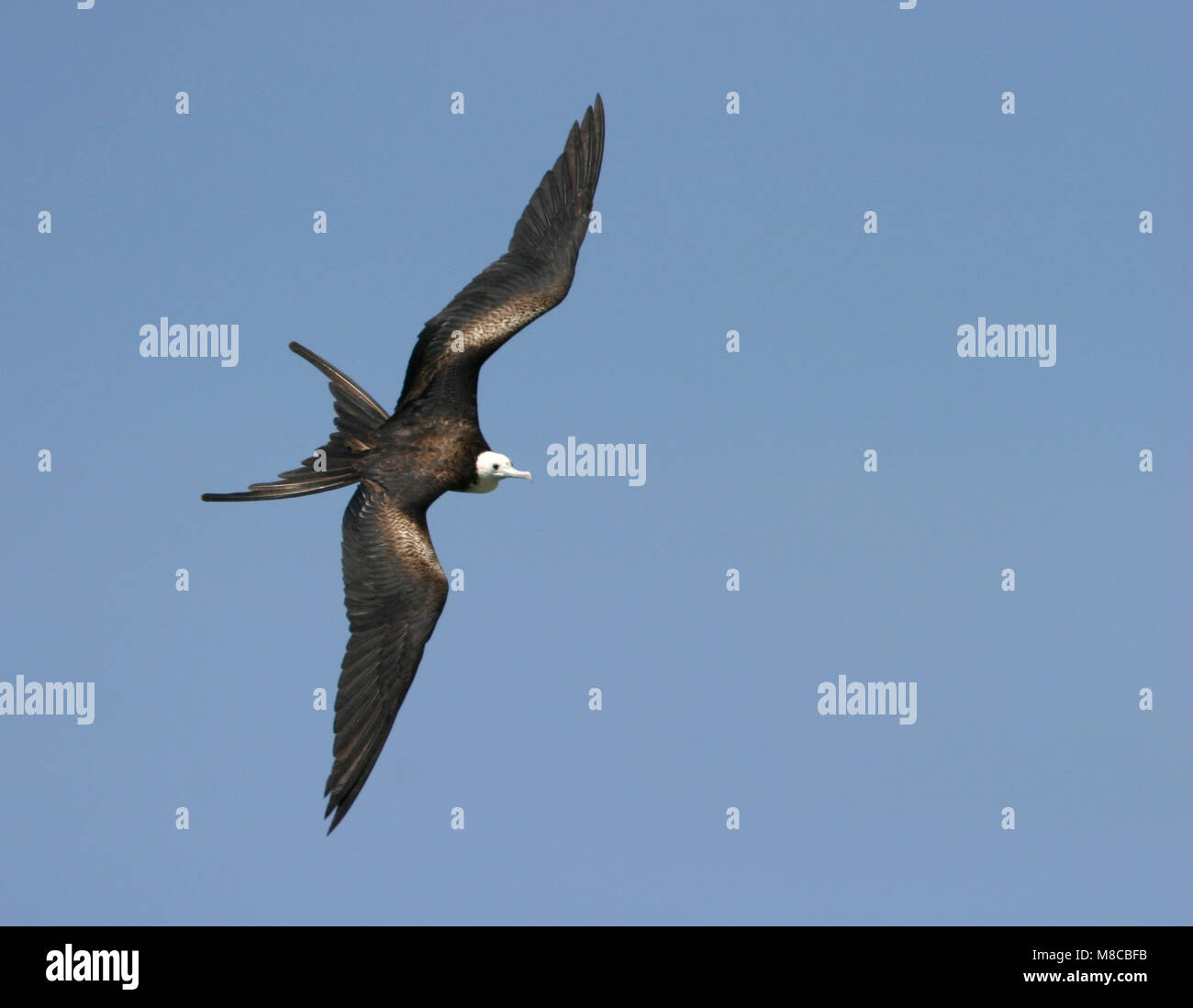 Bird image by Bas van den Boogaard Stock Photo - Alamy