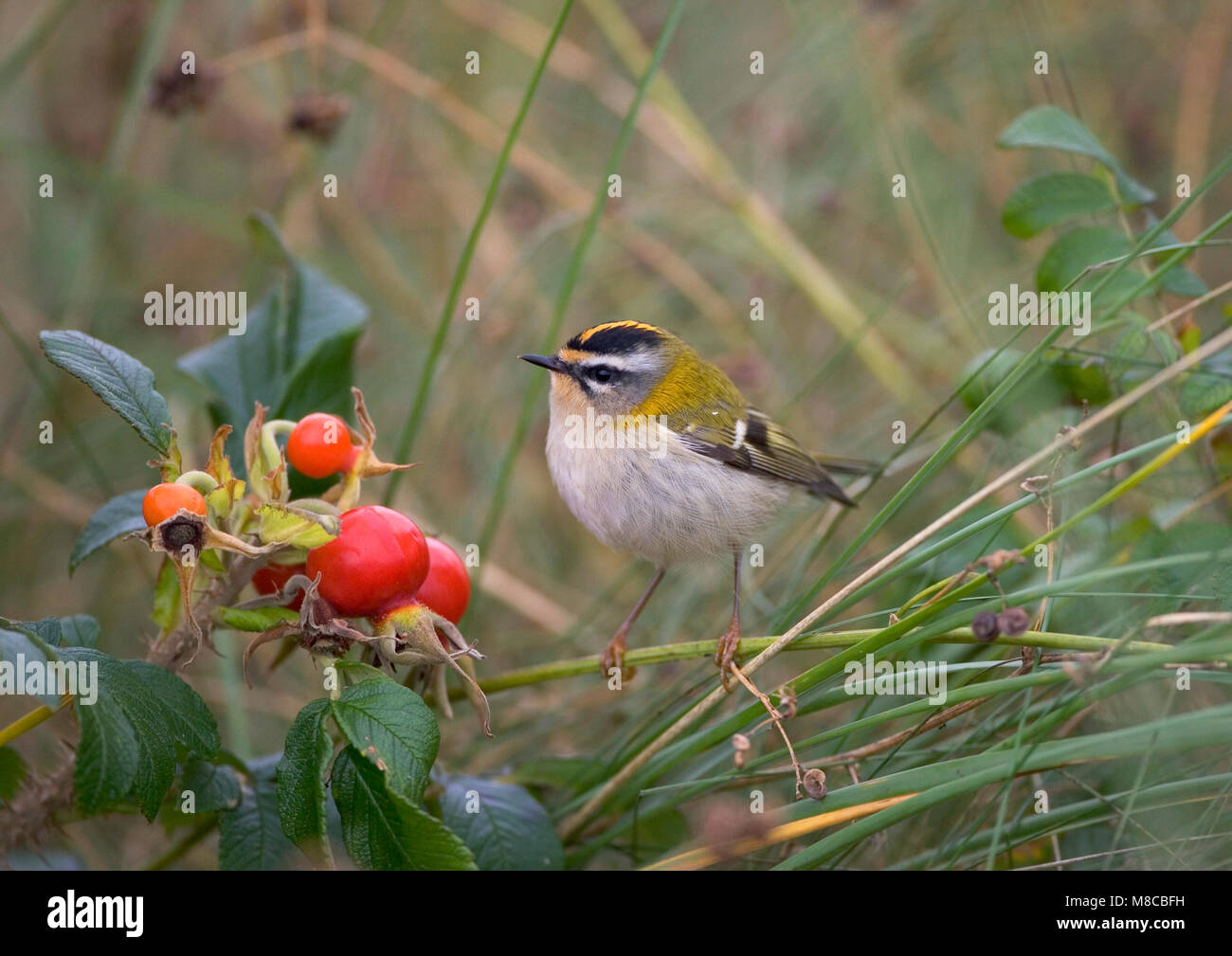 Den boogaard hi-res stock photography and images - Alamy