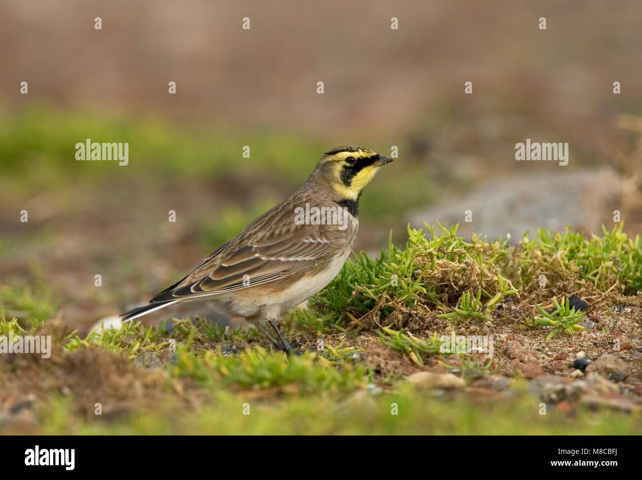 Bird image by Bas van den Boogaard Stock Photo - Alamy