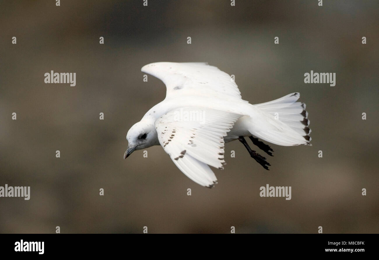 Ivory gull immature hi-res stock photography and images - Alamy