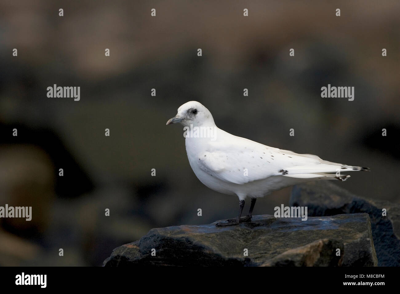 Ivory Gull Immature High Resolution Stock Photography and Images - Alamy
