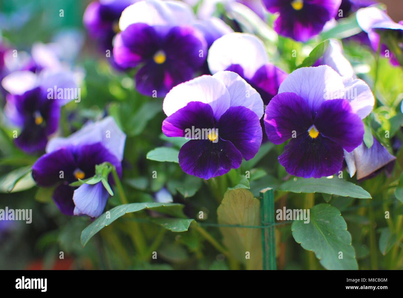 Pensi flower hi-res stock photography and images - Alamy
