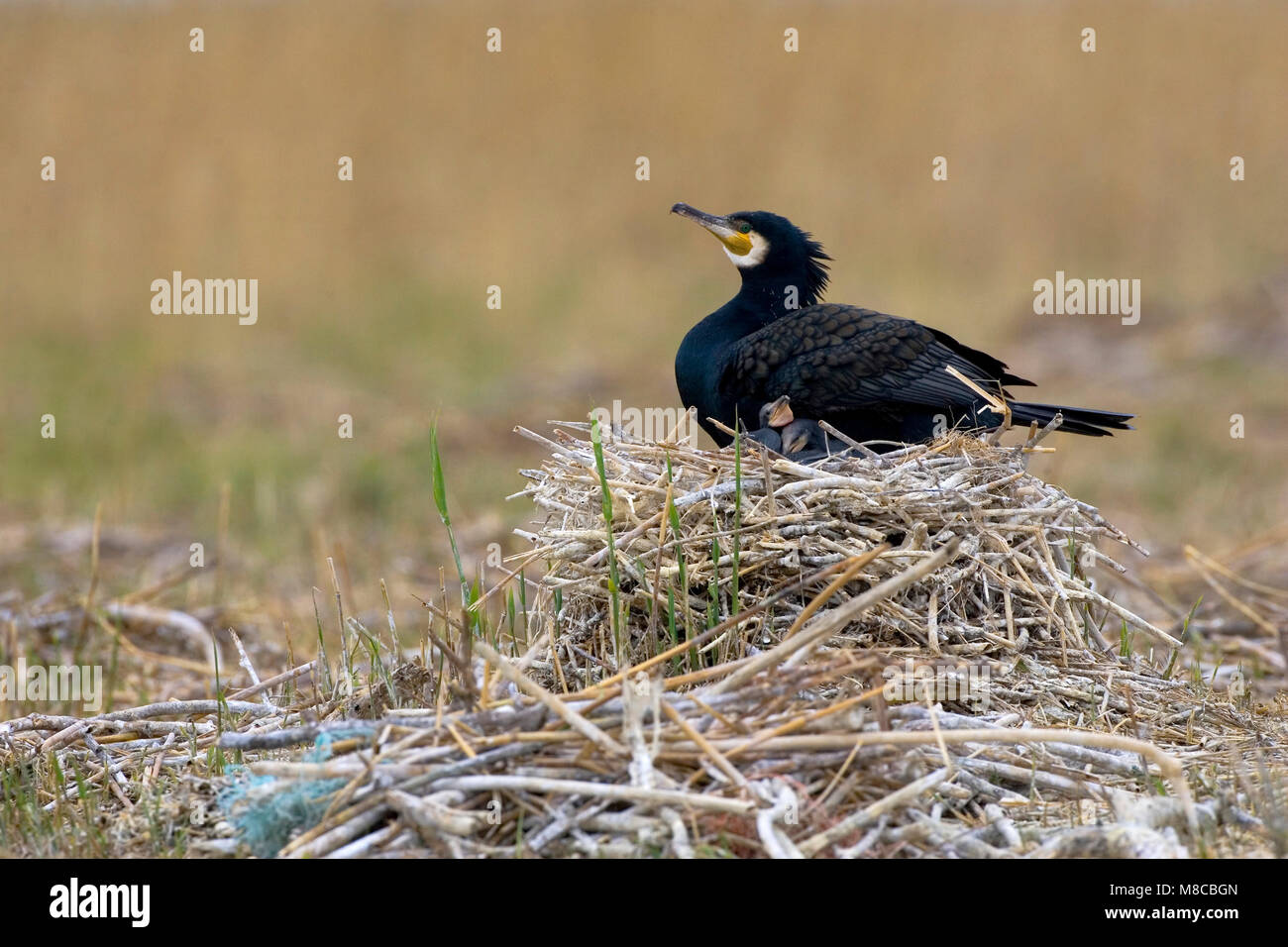 Baby cormorant hi-res stock photography and images - Alamy