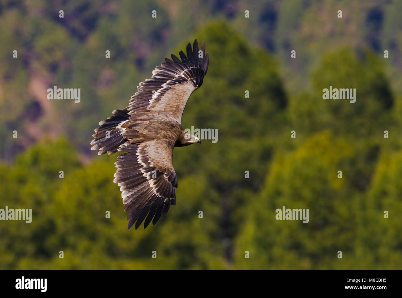 Bird image by Bas van den Boogaard Stock Photo - Alamy
