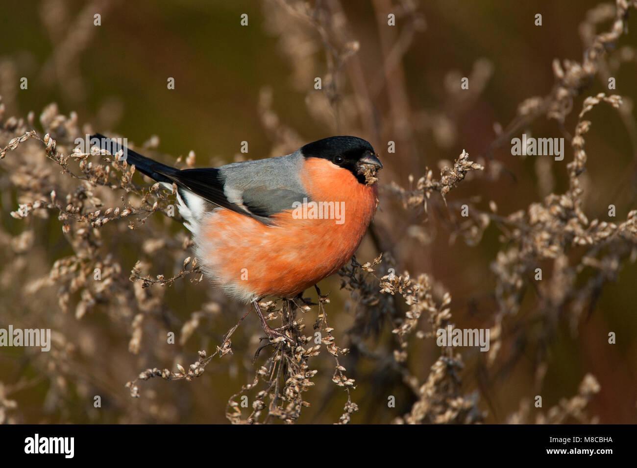 Bird image by Bas van den Boogaard Stock Photo - Alamy