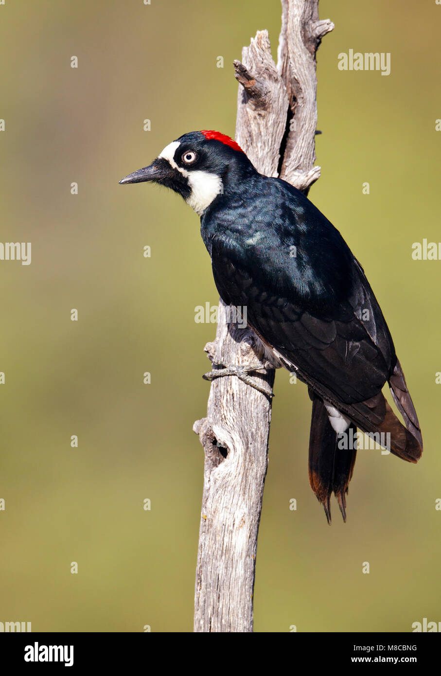Acorn woodpecker female with acorn hi-res stock photography and images ...
