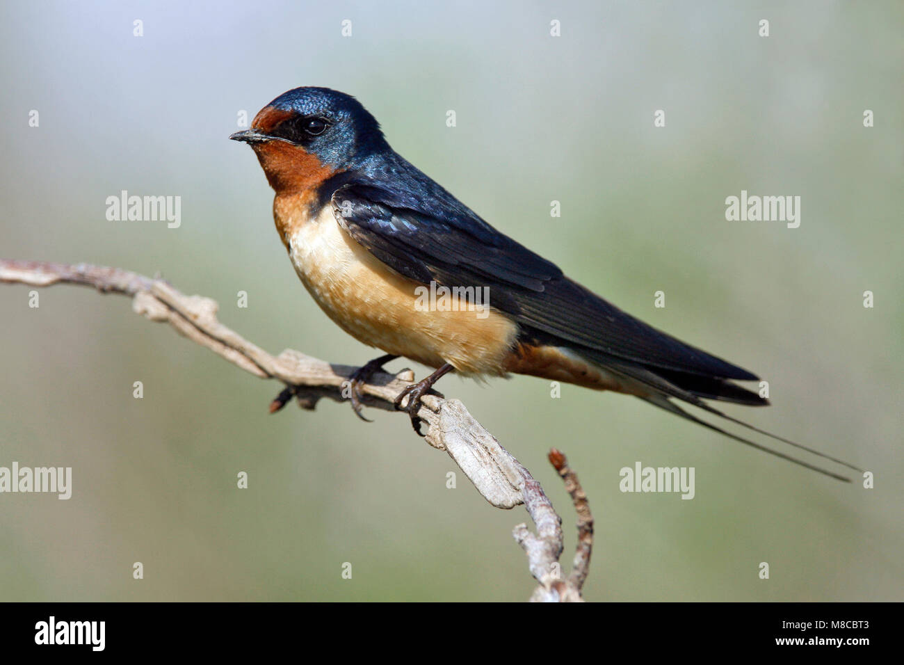 Amerikaanse Boerenzwaluw, American Barn Swallow, Hirundo (rustica ...