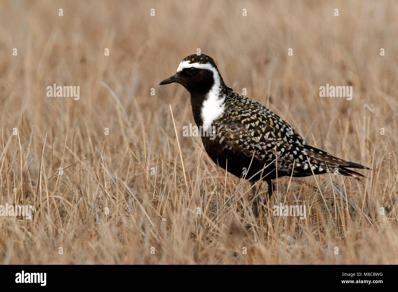Breeding male plover hi-res stock photography and images - Alamy