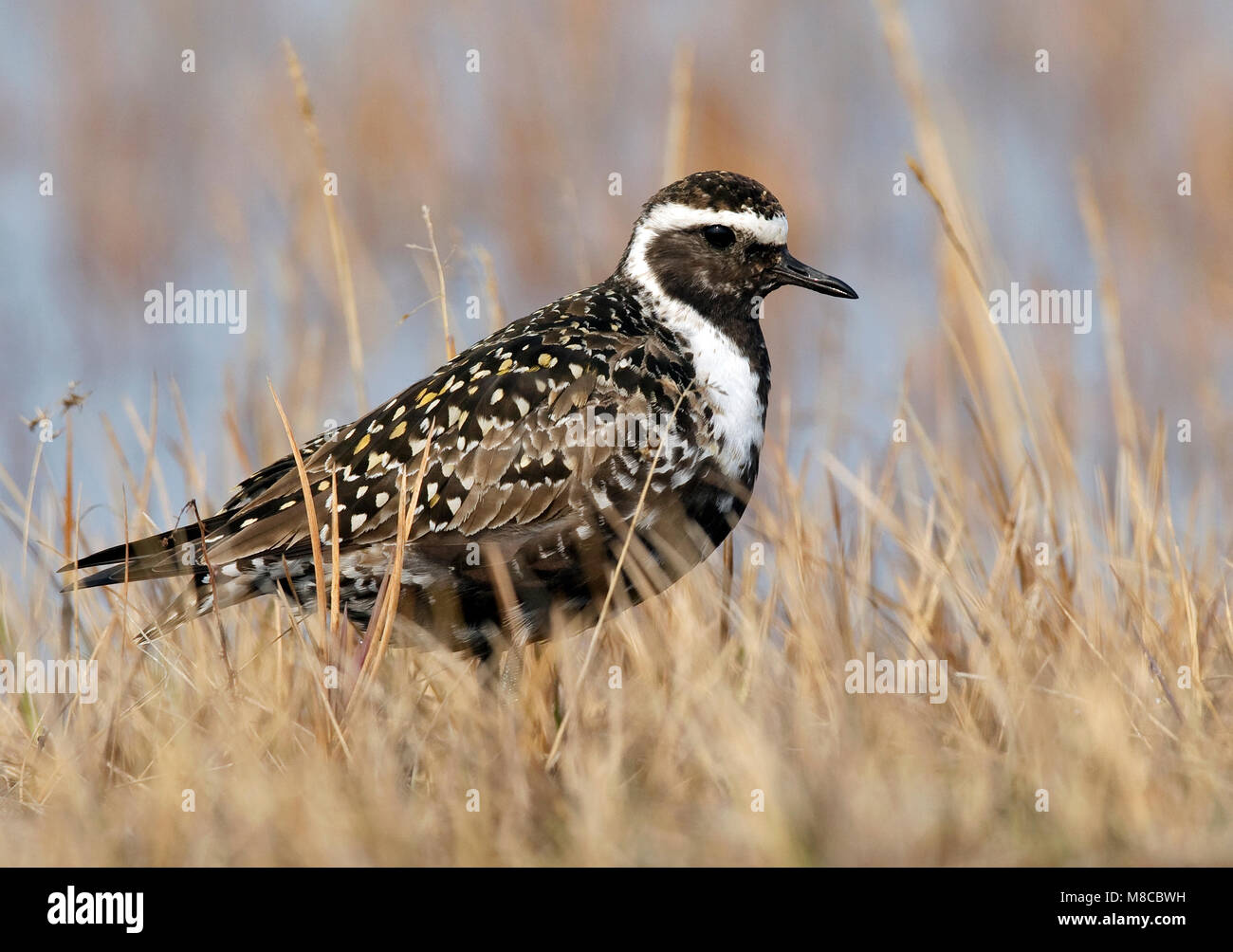 Female Golden Plover High Resolution Stock Photography and Images - Alamy