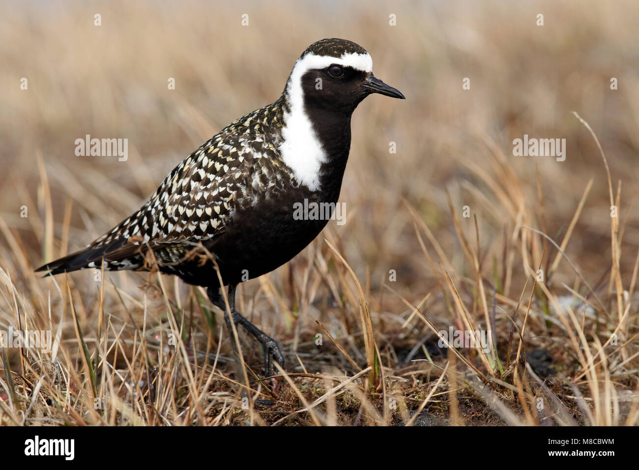 Breeding male plover hi-res stock photography and images - Alamy