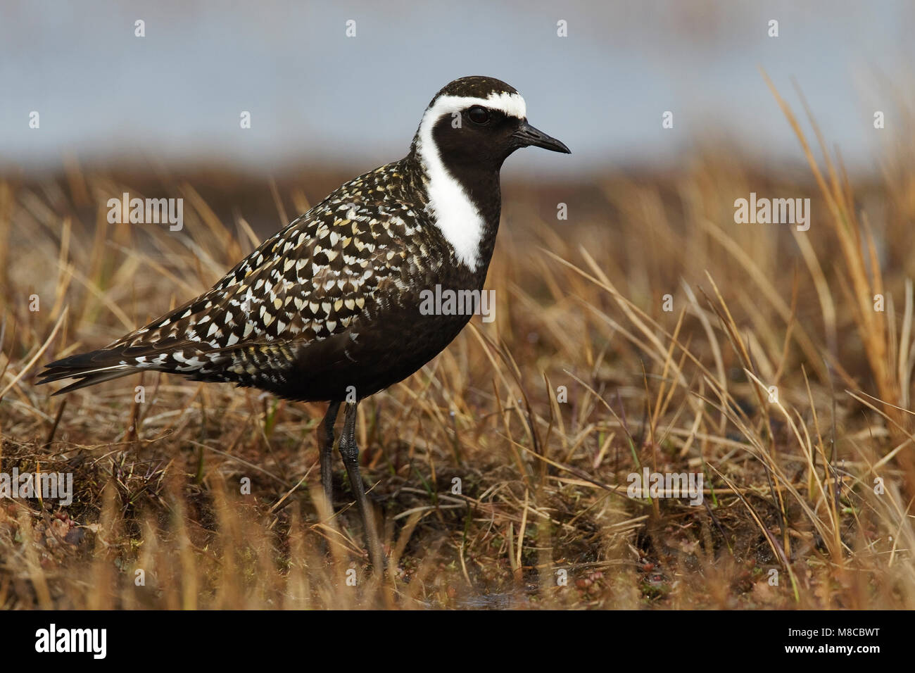 Breeding male plover hi-res stock photography and images - Alamy