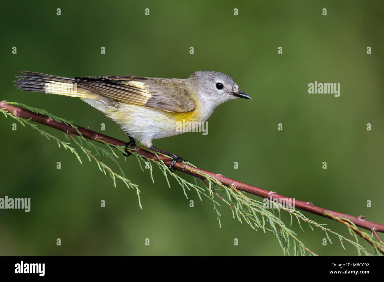 Female american redstart hi-res stock photography and images - Alamy