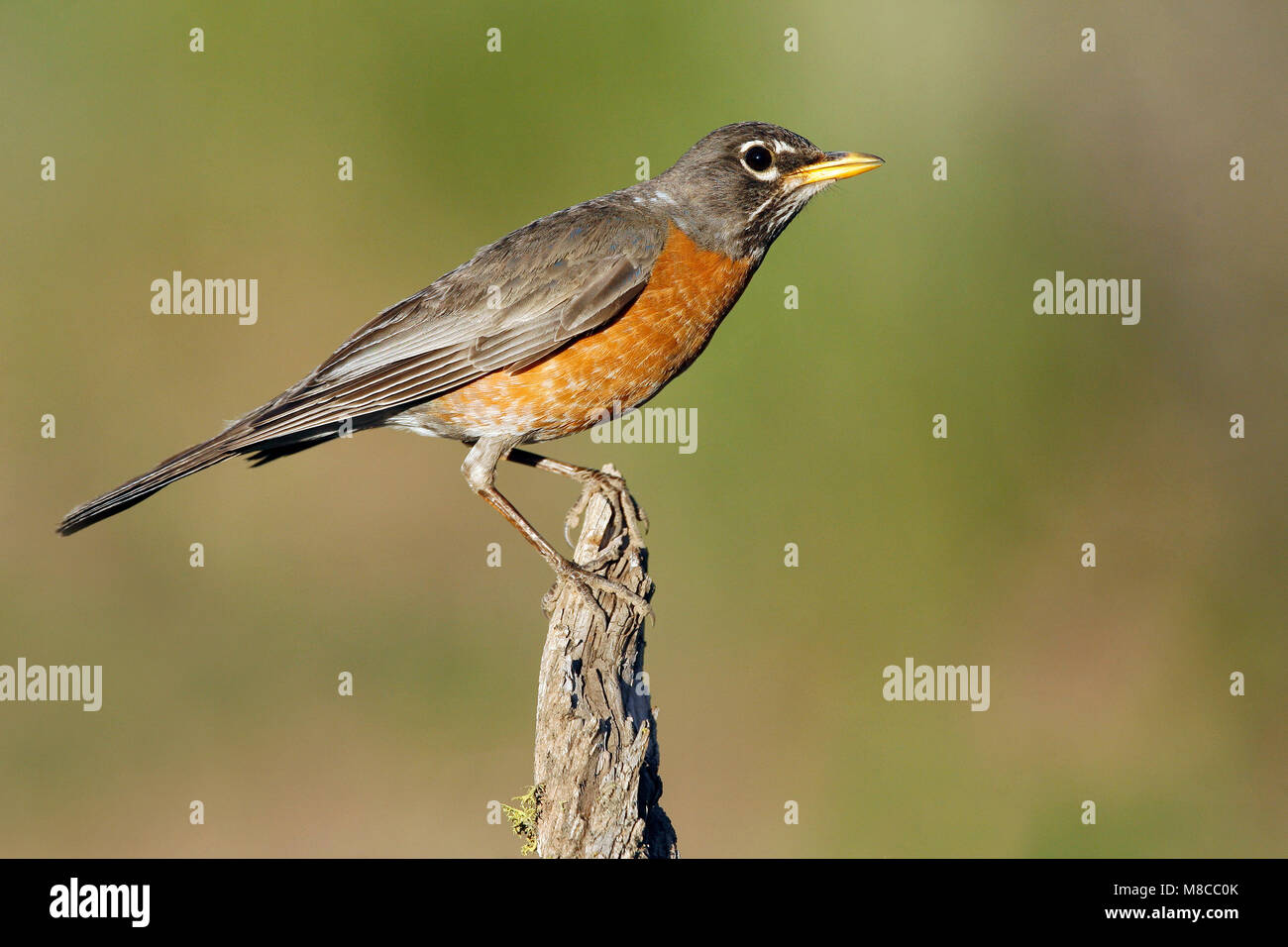 Female american robin hi-res stock photography and images - Alamy