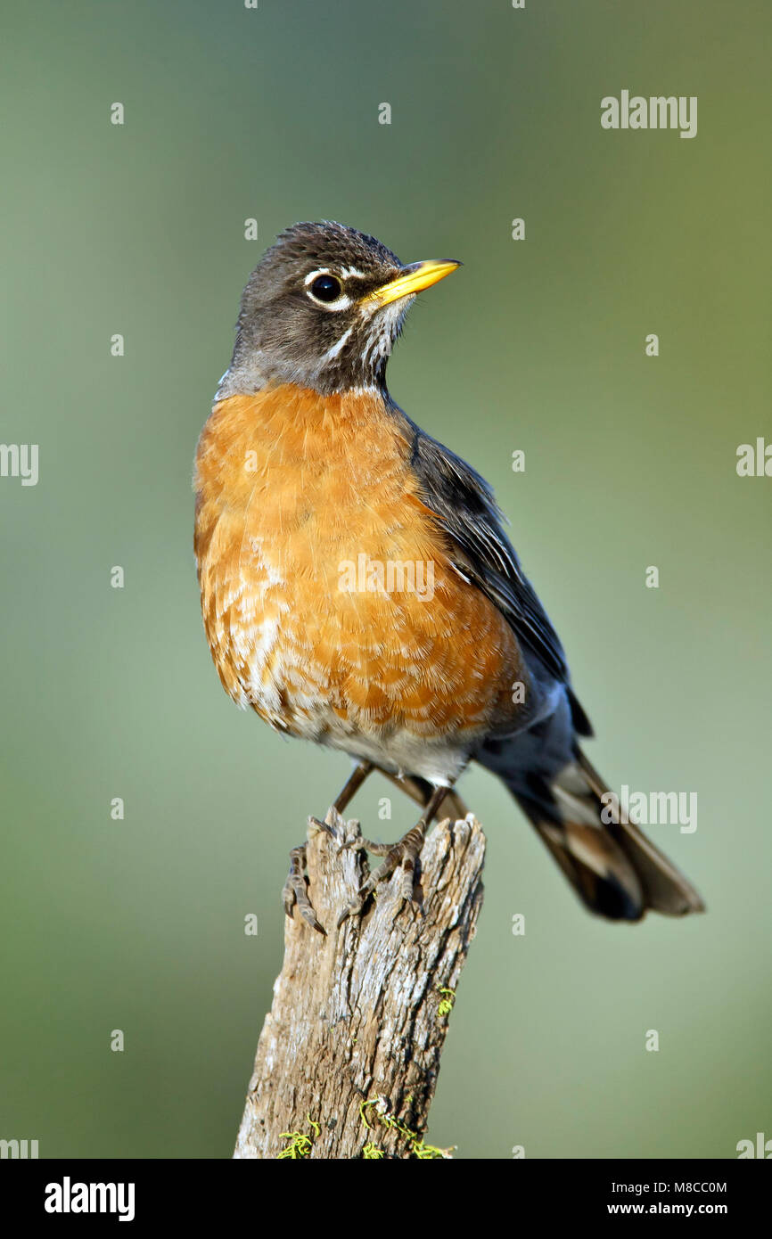 Female american robin hi-res stock photography and images - Alamy