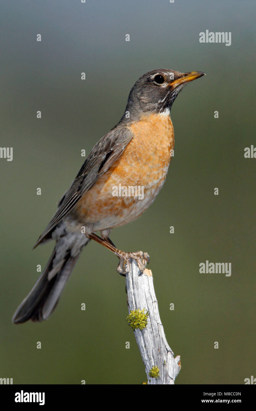 Female american robin hi-res stock photography and images - Alamy