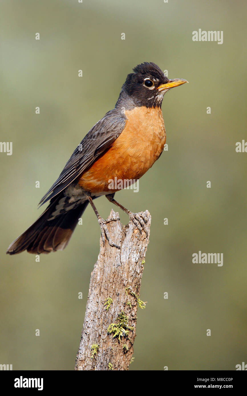 Male american robin hi-res stock photography and images - Alamy