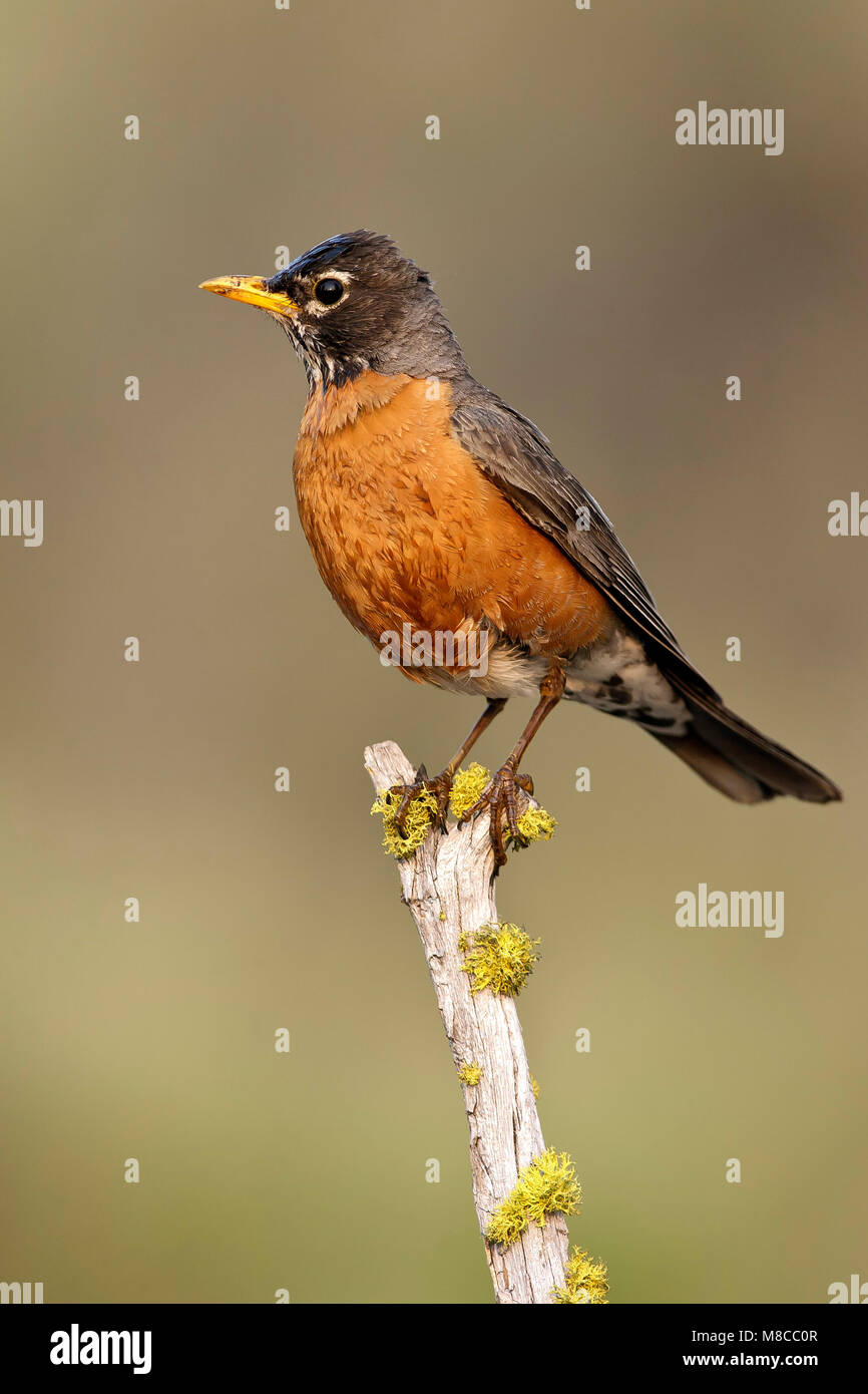 American gardenbird hi-res stock photography and images - Alamy