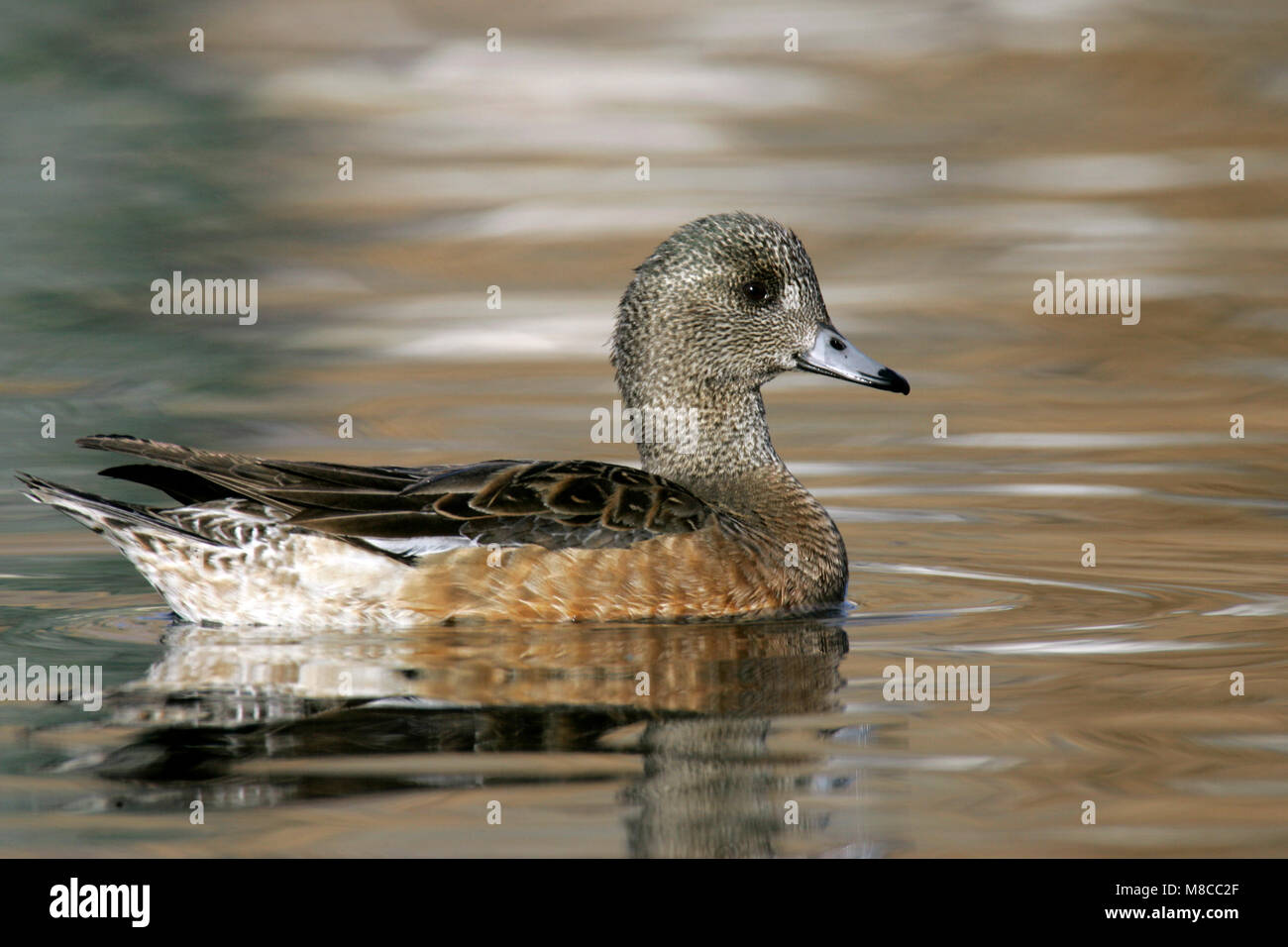 Inyo co hi-res stock photography and images - Alamy