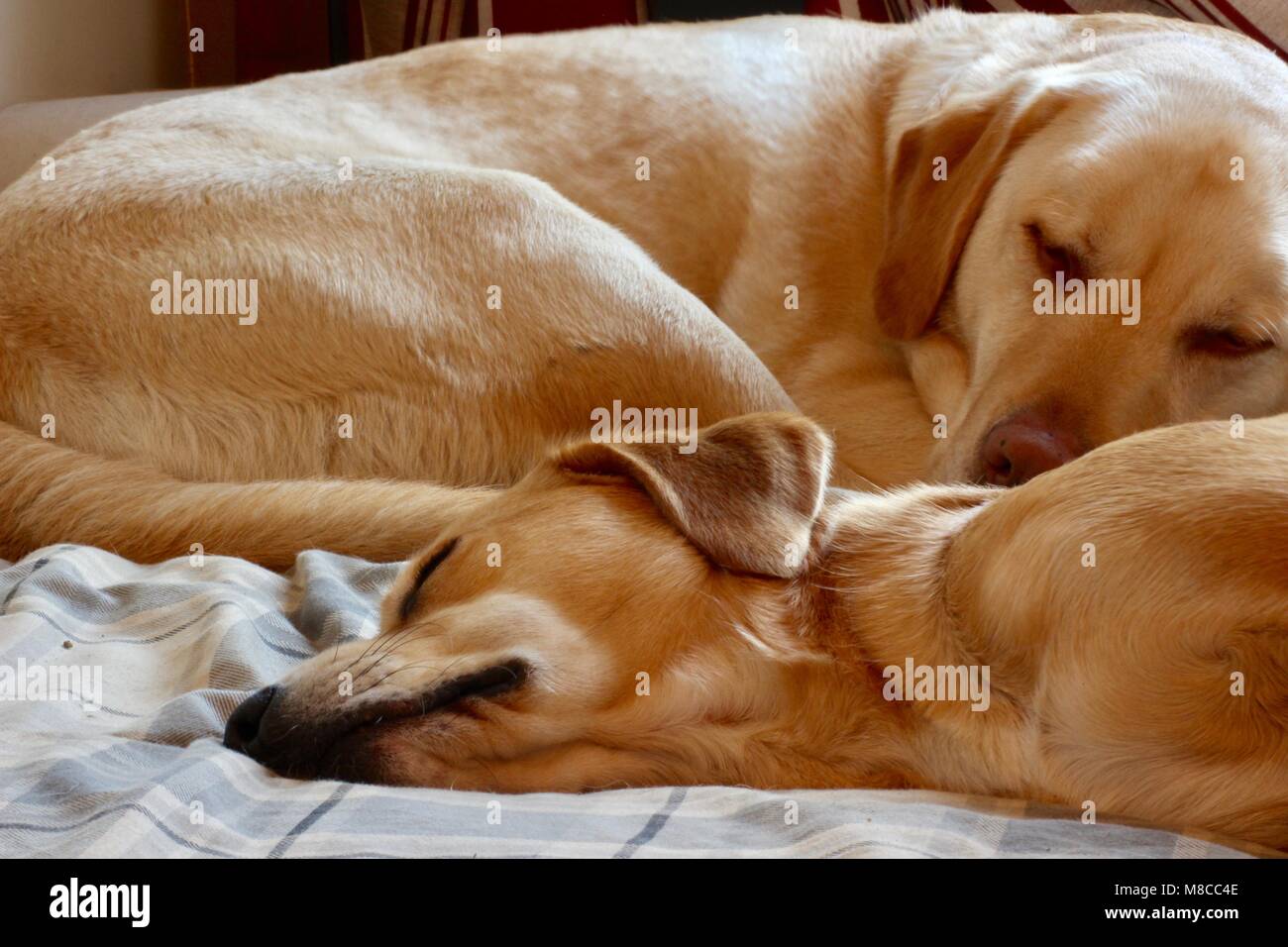 What Is The Best Labrador Cross Breed