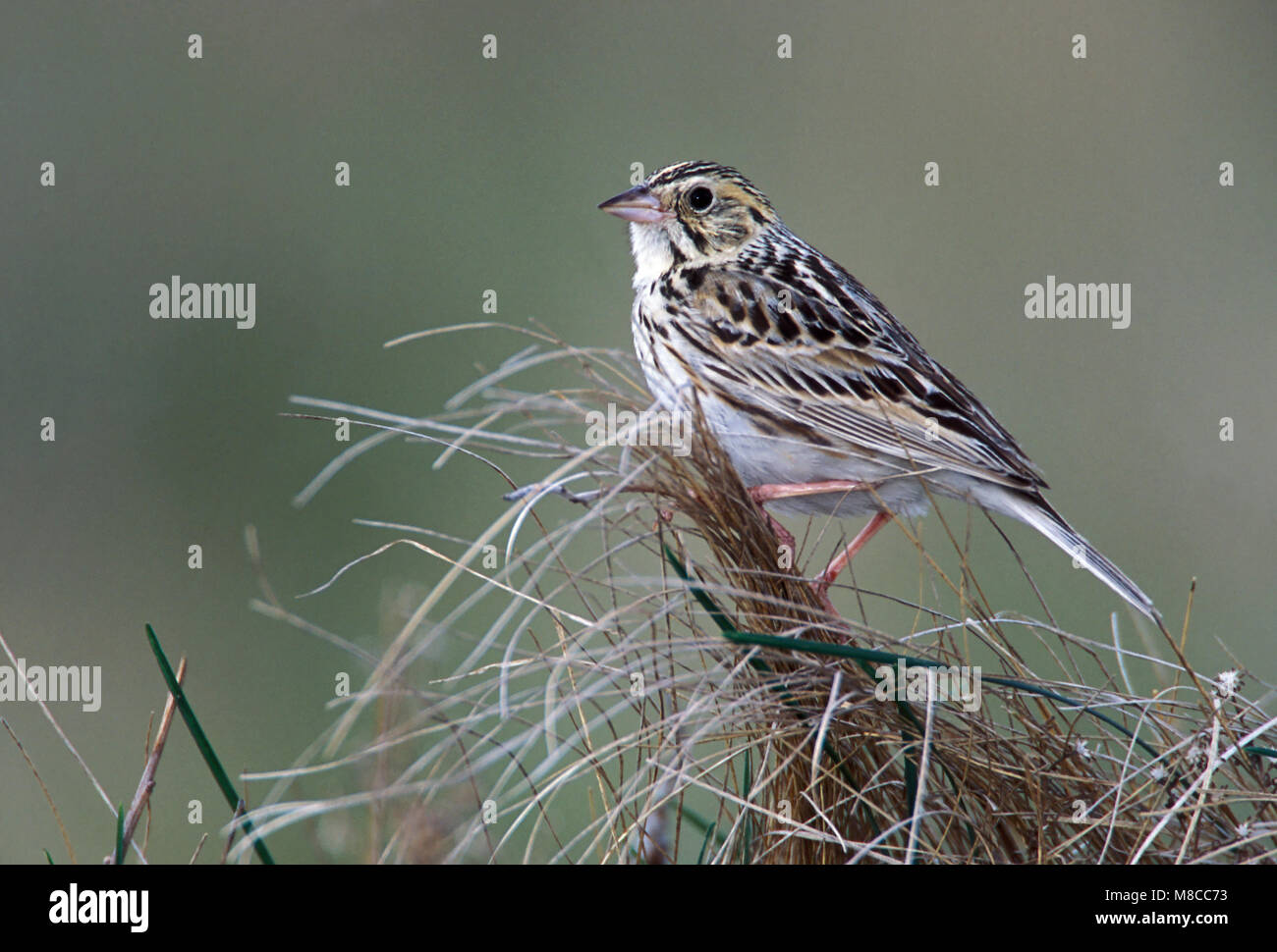 Kidder hi-res stock photography and images - Alamy