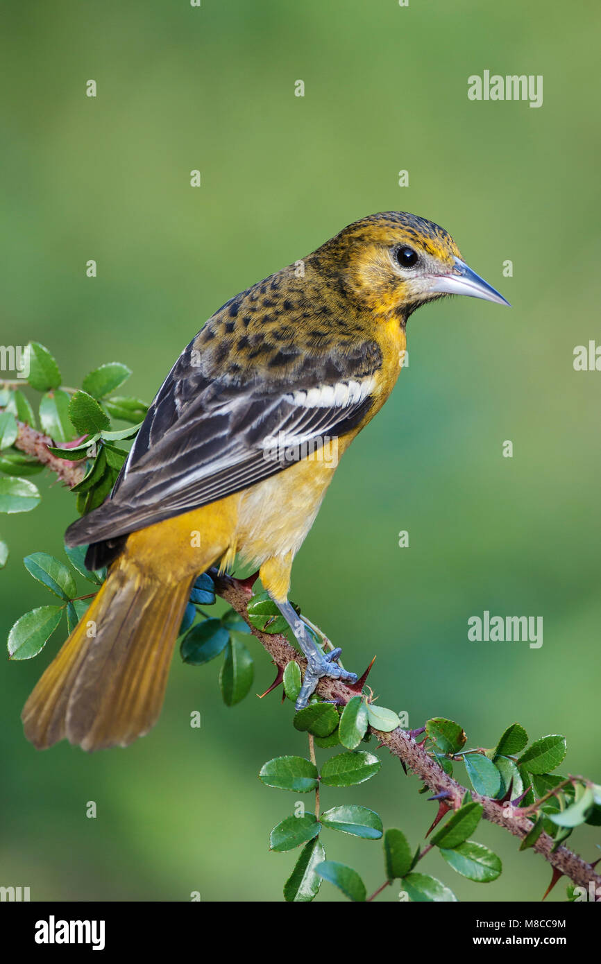 Baltimore oriole female hi-res stock photography and images - Alamy