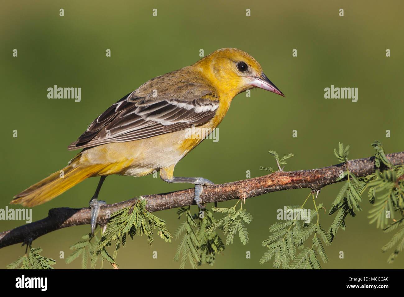 Baltimore oriole female hi-res stock photography and images - Alamy