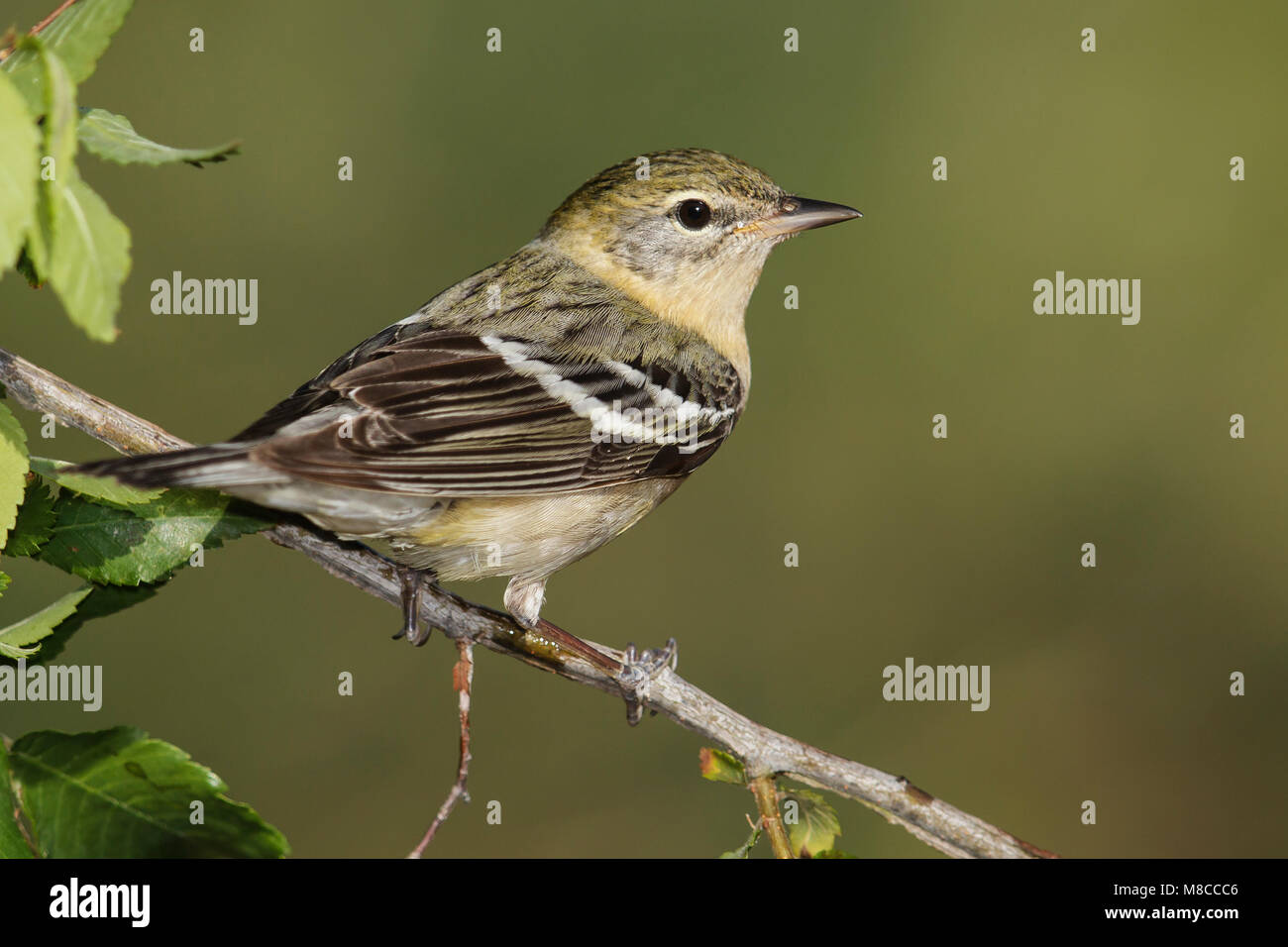 New world bird hi-res stock photography and images - Alamy