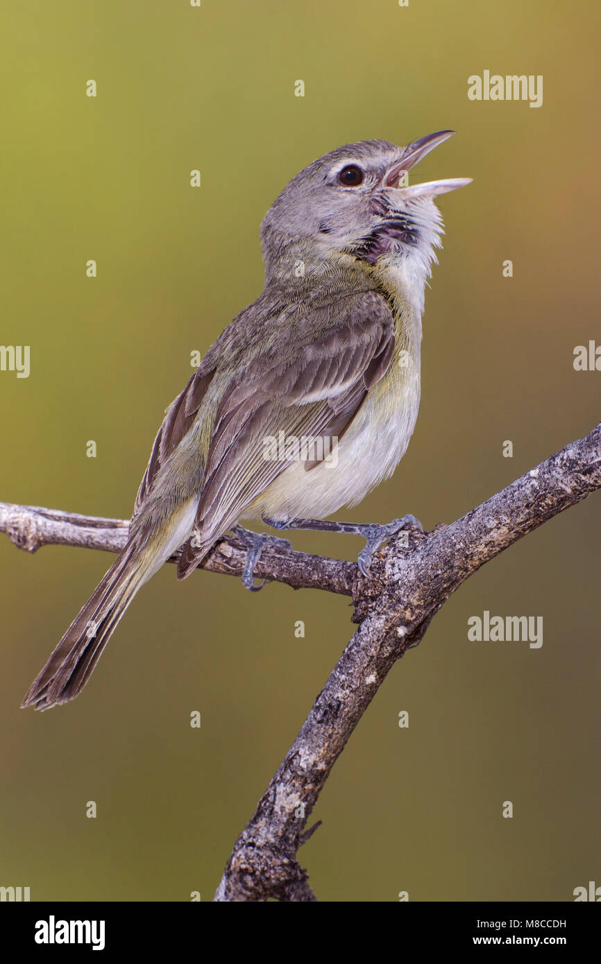 Bells vireo hi-res stock photography and images - Alamy