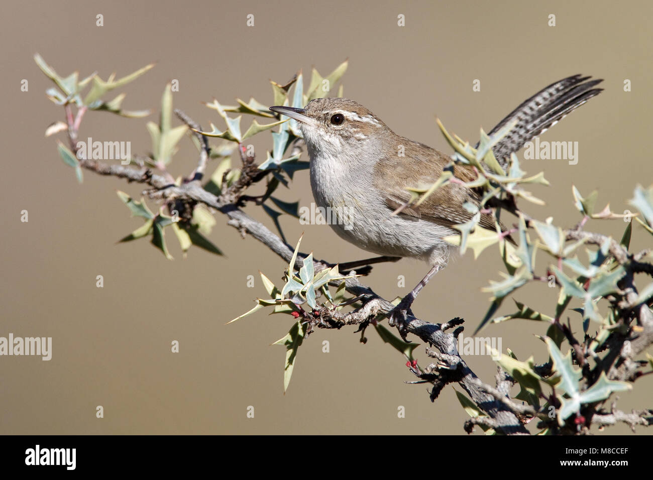 Jeff small hi-res stock photography and images - Alamy