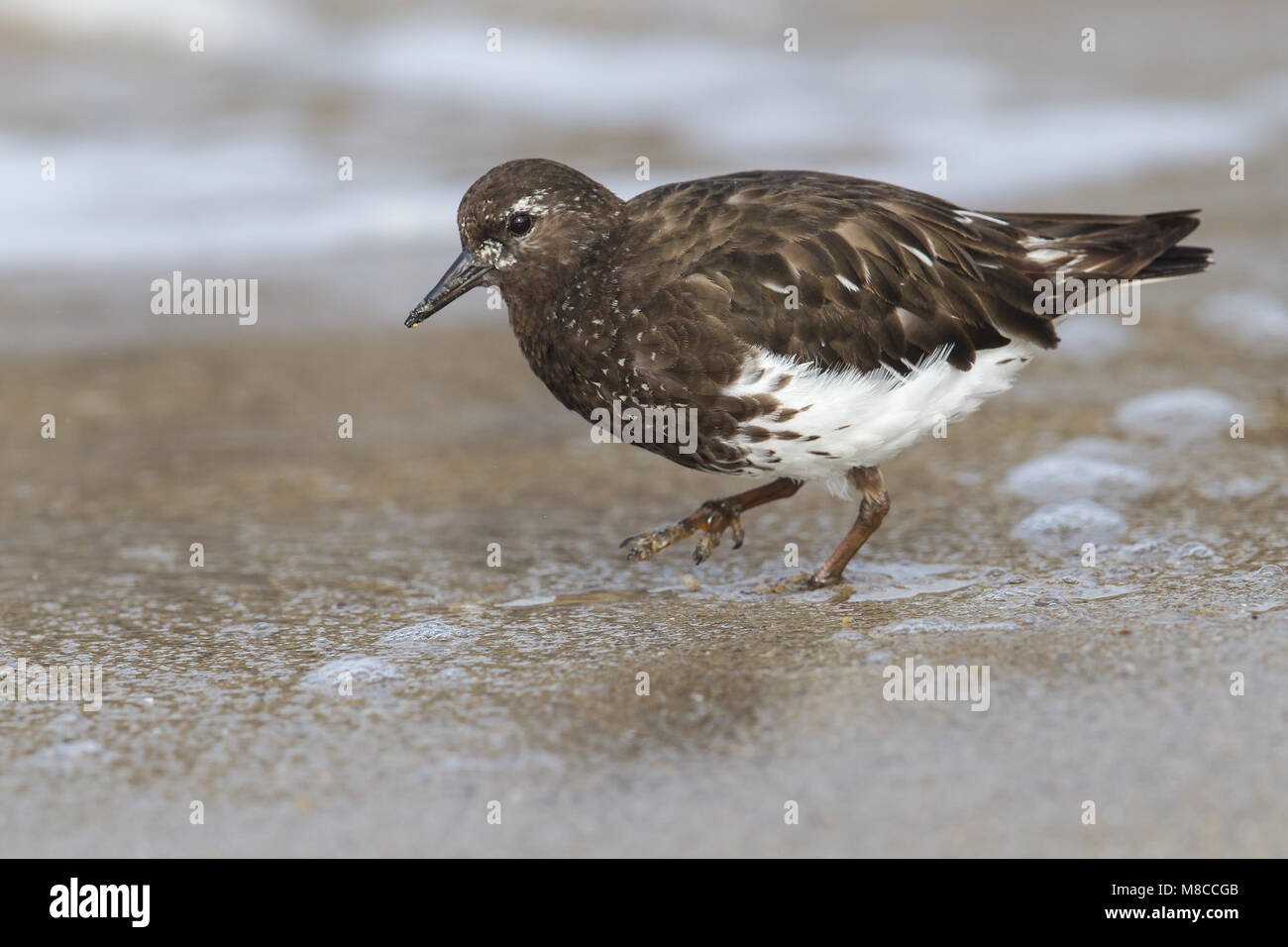 Black turnstone hi-res stock photography and images - Alamy