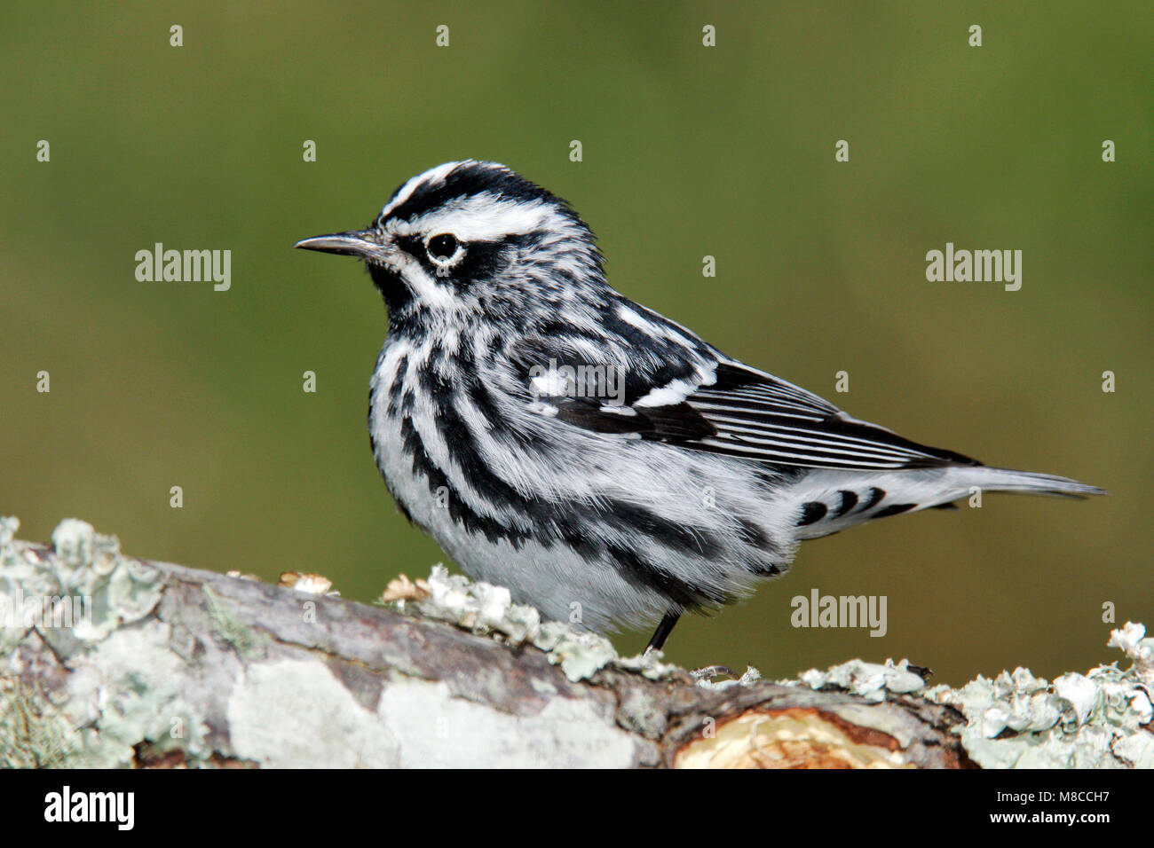 Adult male black bird hi-res stock photography and images - Alamy
