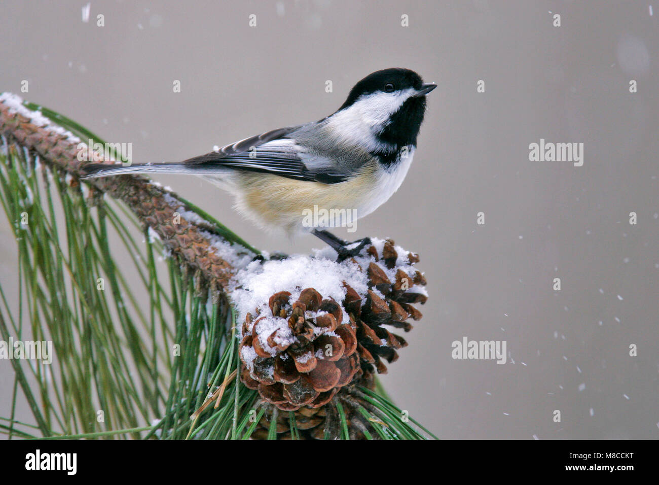 Matkop hi-res stock photography and images - Alamy