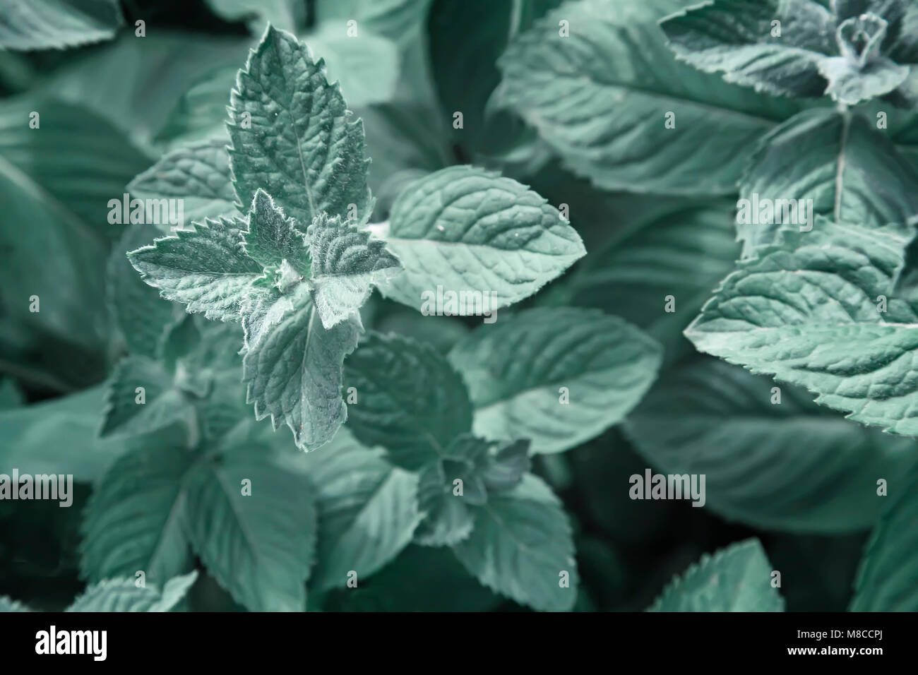 Young shoots of mint, which have a pleasant smell and medicinal ...