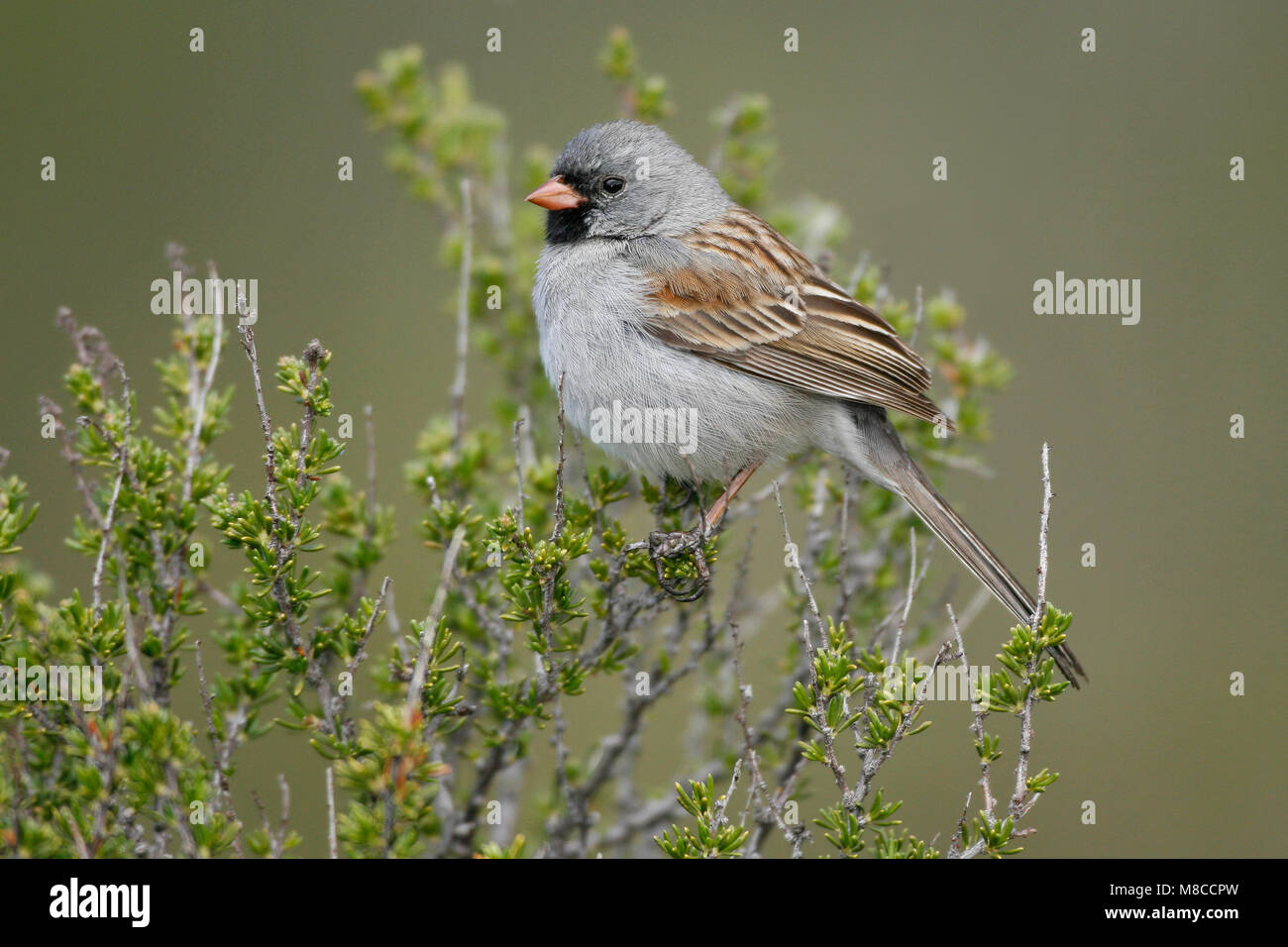 Sparrow breeding plumage hi-res stock photography and images - Alamy