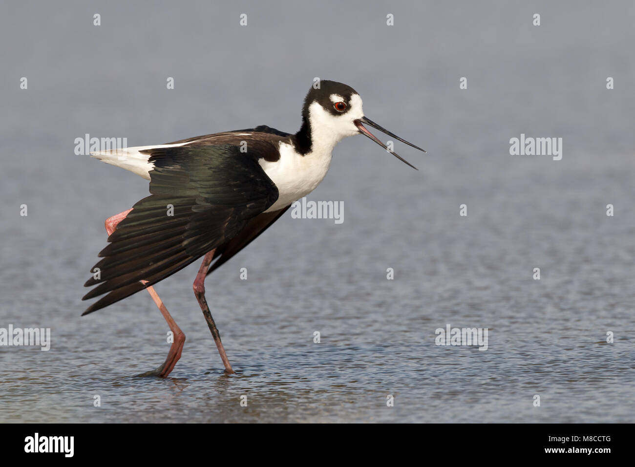 Bird broken wing display hi-res stock photography and images - Alamy