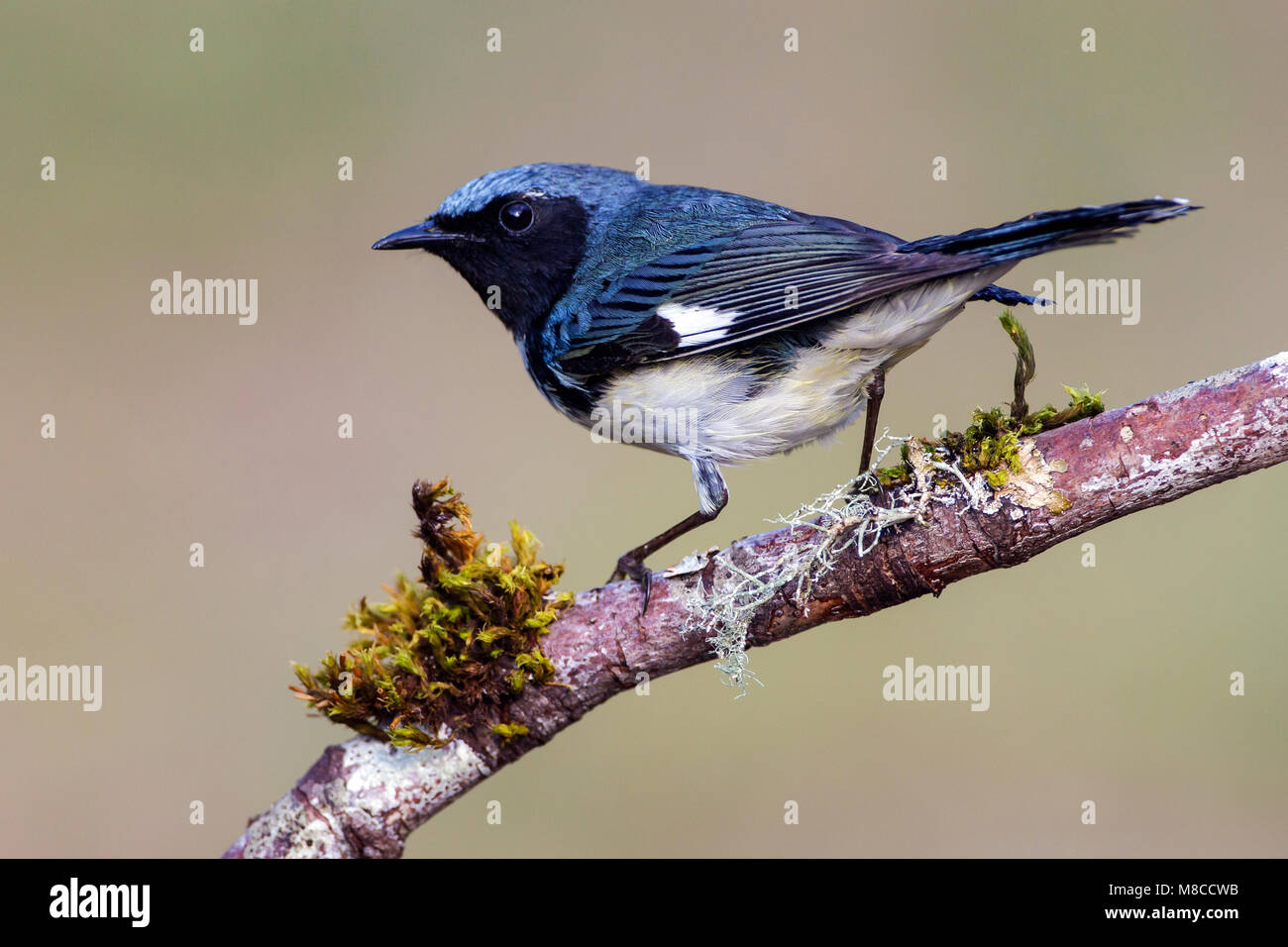 Blauwe Zwartkeelzanger, Black-throated Blue Warbler, Setophaga ...