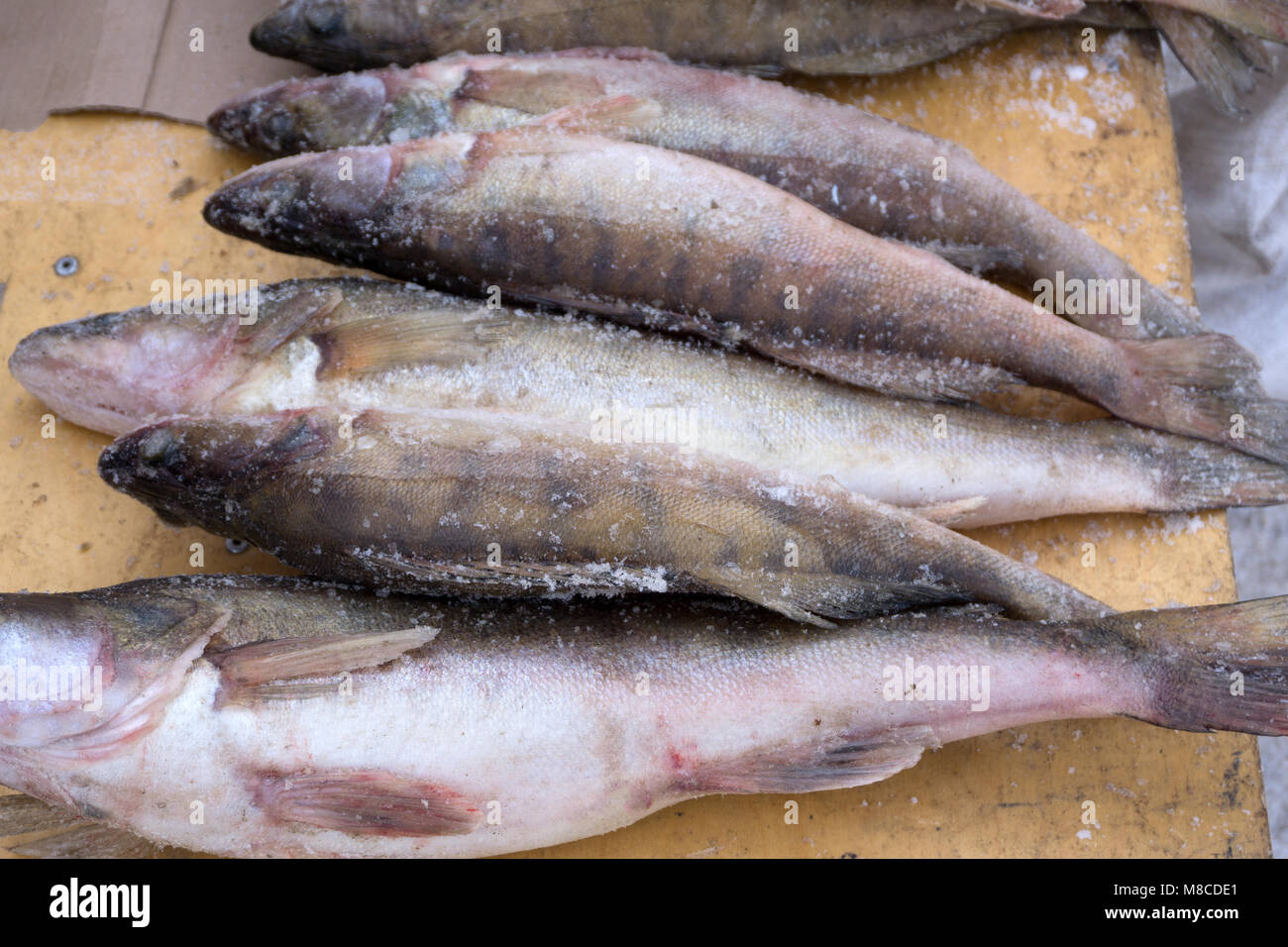 frozen fish pike perch Stock Photo - Alamy