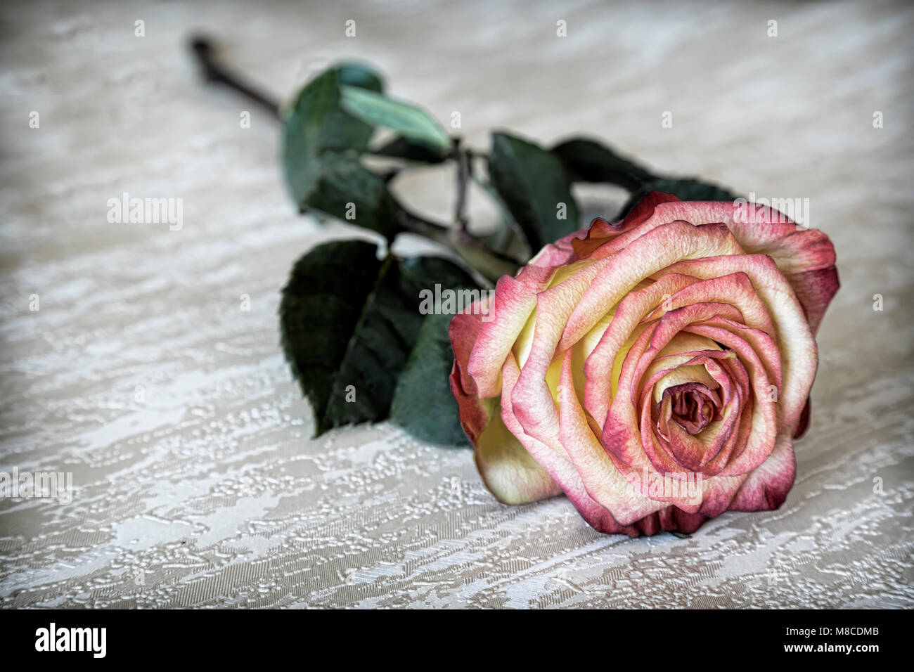 Beautiful pink flower tea-hybrid rose , blooming in the garden ...